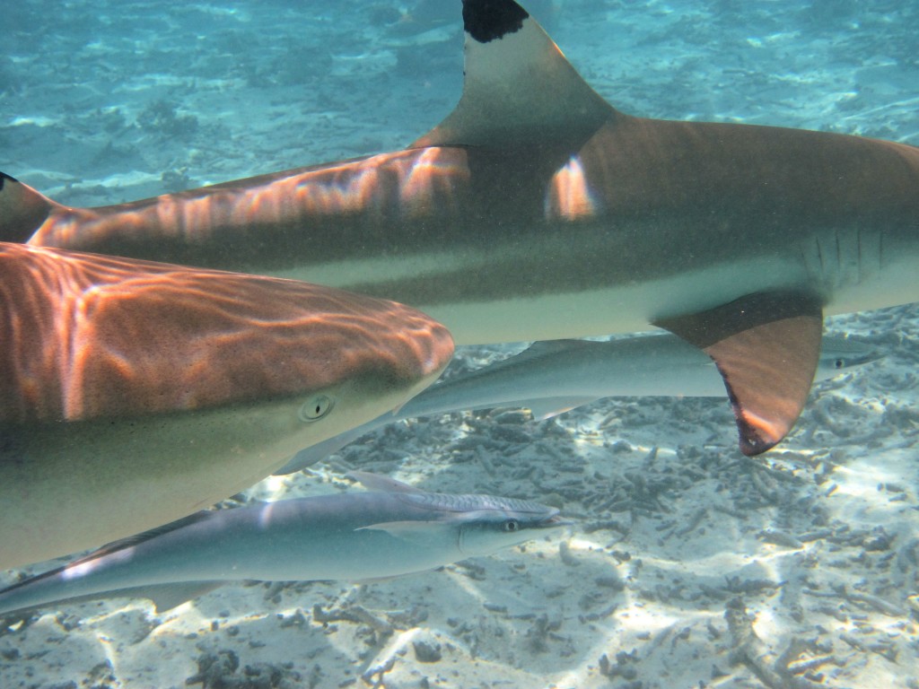 Swimming with Sharks – Travels with Peter & Kerry