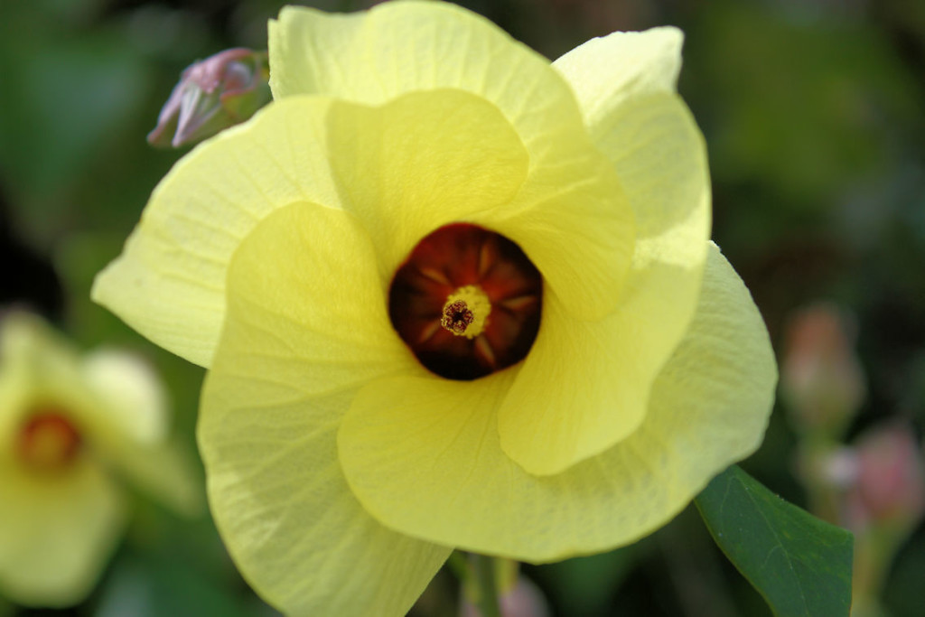 Flowers of the Cook Islands – Travels with Peter & Kerry