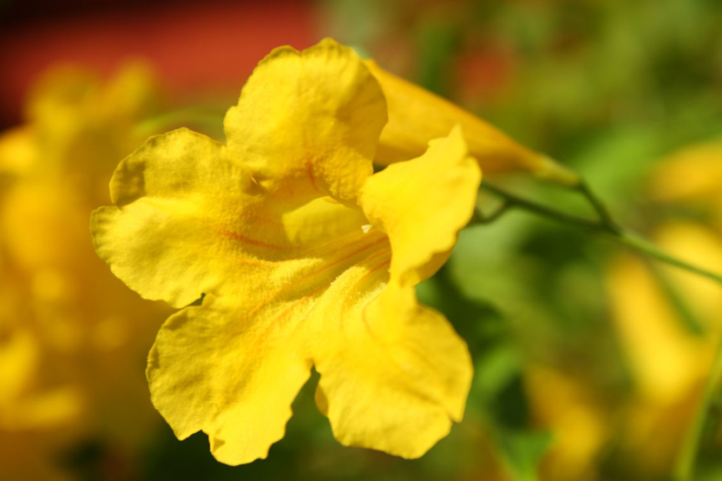 Flowers of the Cook Islands – Travels with Peter & Kerry