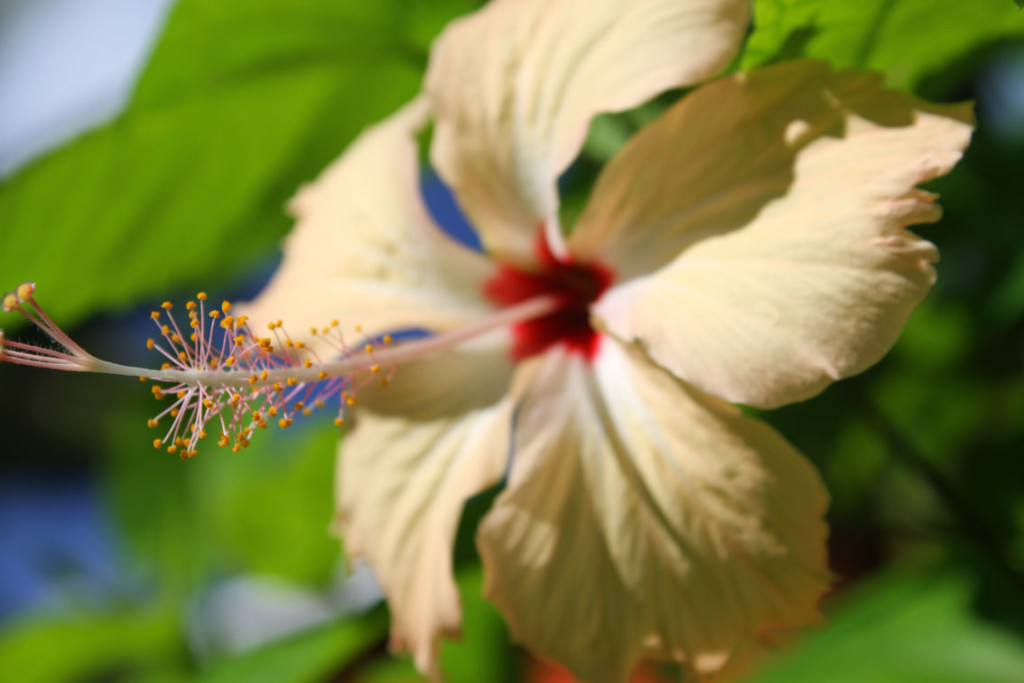 Flowers of the Cook Islands – Travels with Peter & Kerry