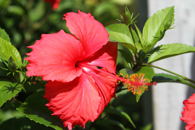 Flowers of the Cook Islands – Travels with Peter & Kerry