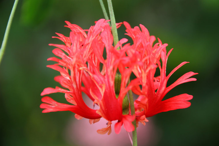 Flowers of the Cook Islands – Travels with Peter & Kerry