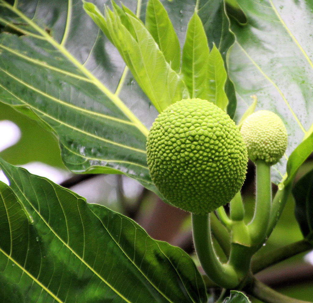 Flowers of the Cook Islands – Travels with Peter & Kerry