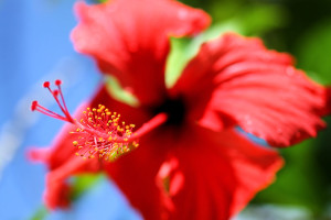Flowers of the Cook Islands – Travels with Peter & Kerry