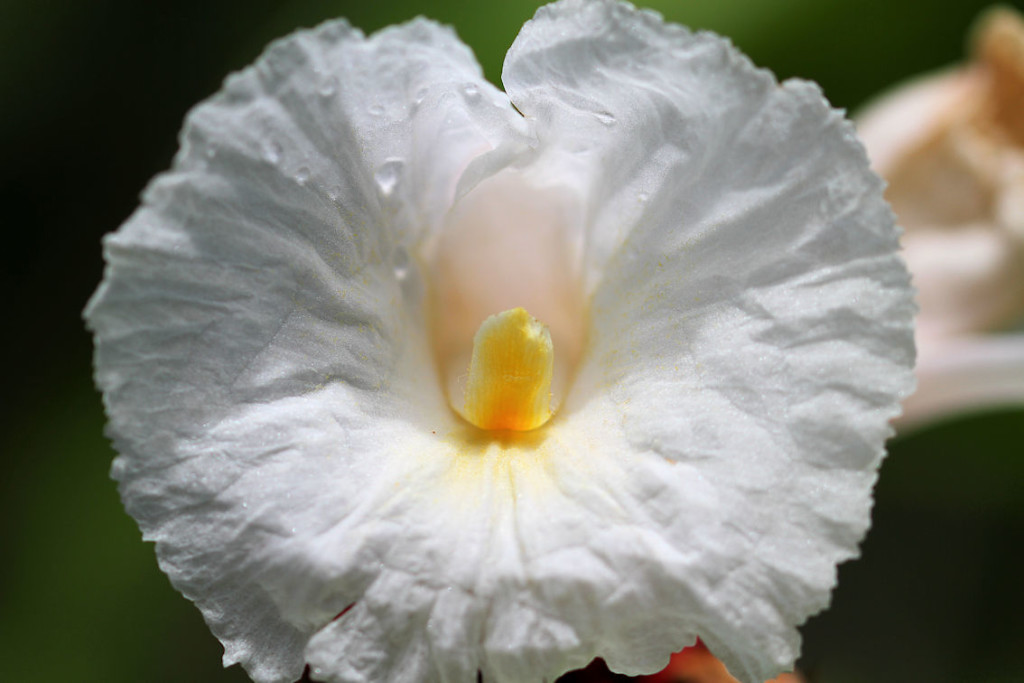 Flowers of the Cook Islands – Travels with Peter & Kerry
