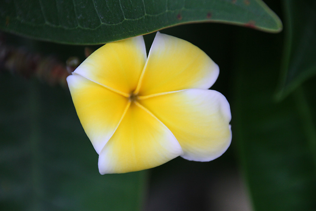 Flowers of the Cook Islands – Travels with Peter & Kerry